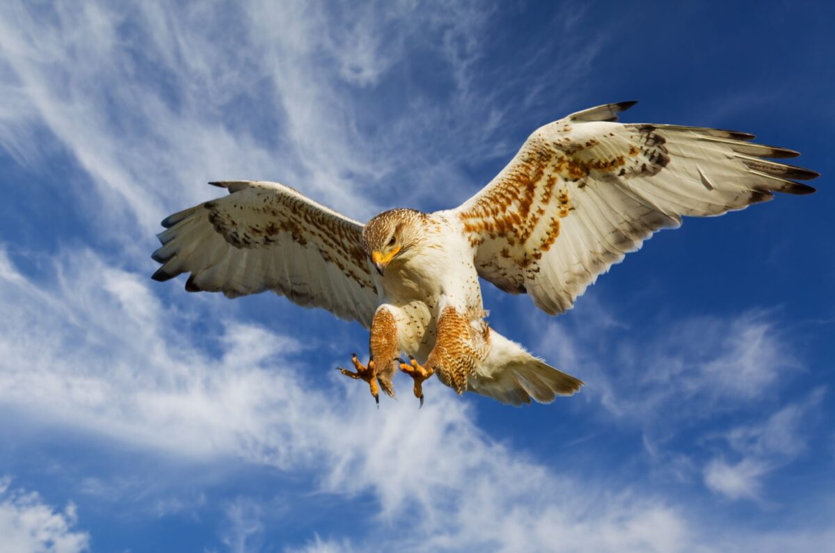 12 Fearsome Birds Of Prey In America And Their Incredible Hunting Skills