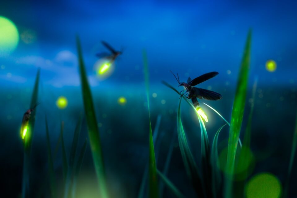 12 Glowing Animals You Won’t Believe Exist