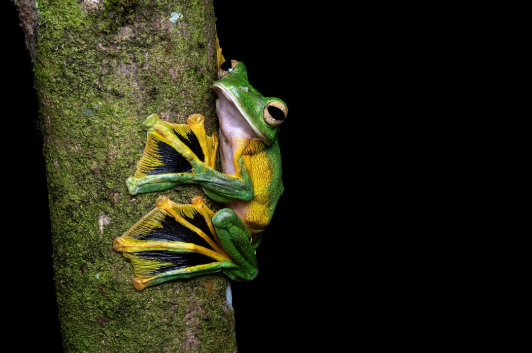 14 Animals That Can Fly Without Wings