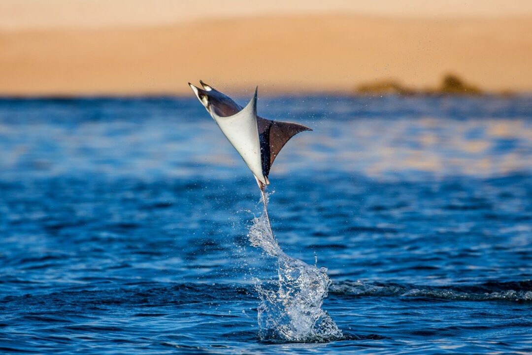 14 Animals That Can Fly Without Wings