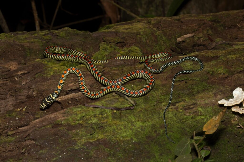 14 Animals That Can Fly Without Wings