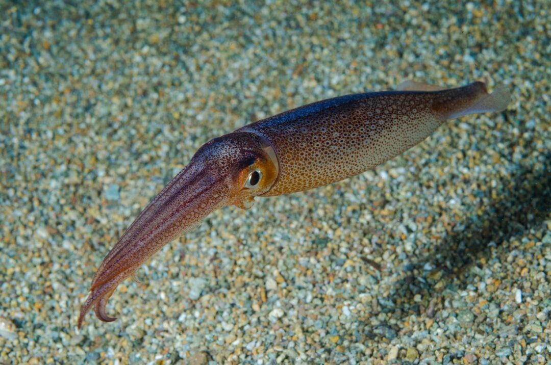 14 Animals That Can Fly Without Wings
