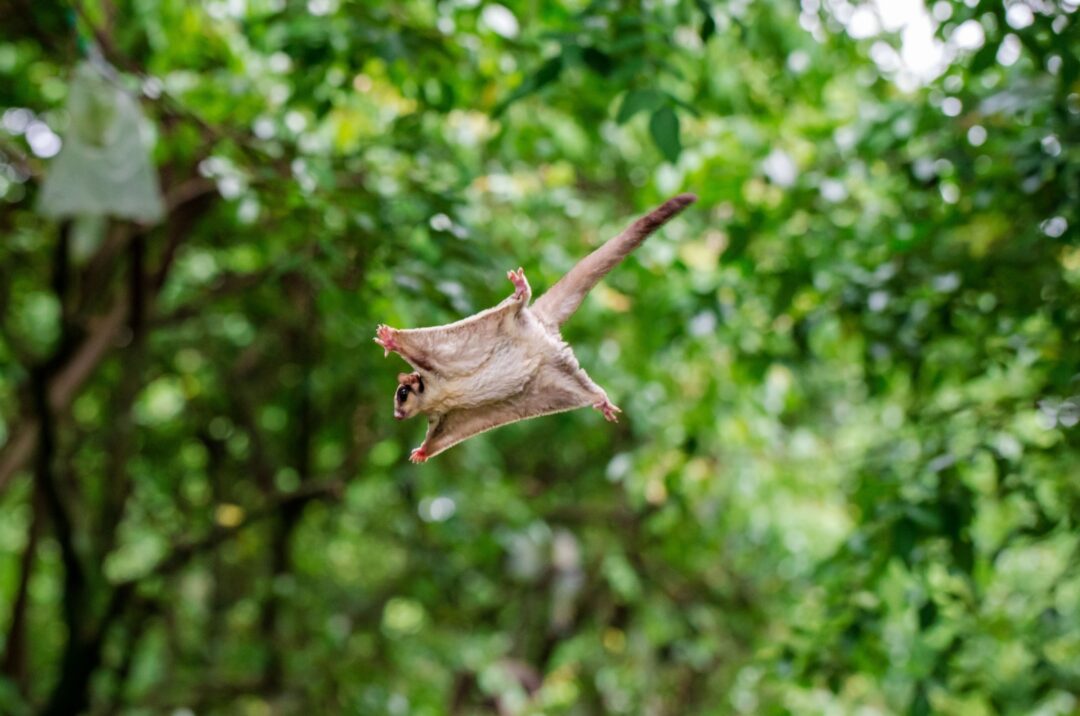 14 Animals That Can Fly Without Wings