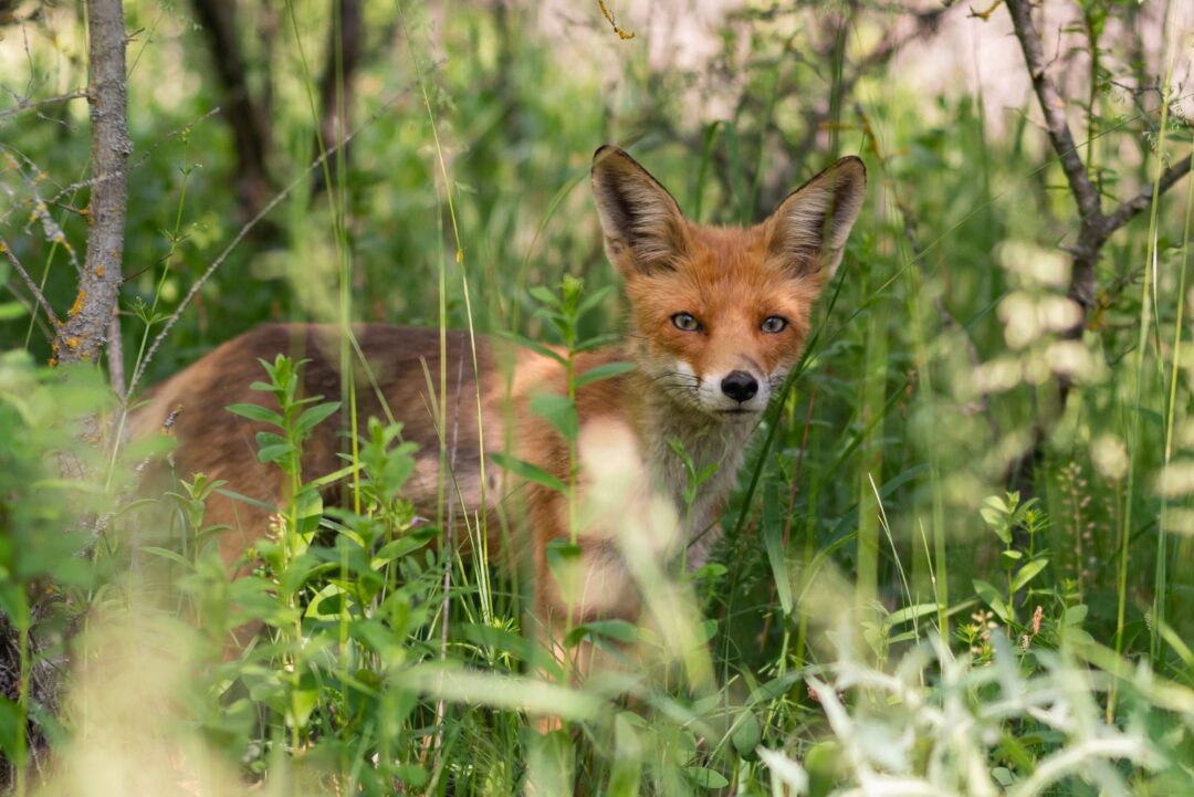 9 Of Nature’s Sneakiest Predators Whose Attacks Are An Art Of Ambush
