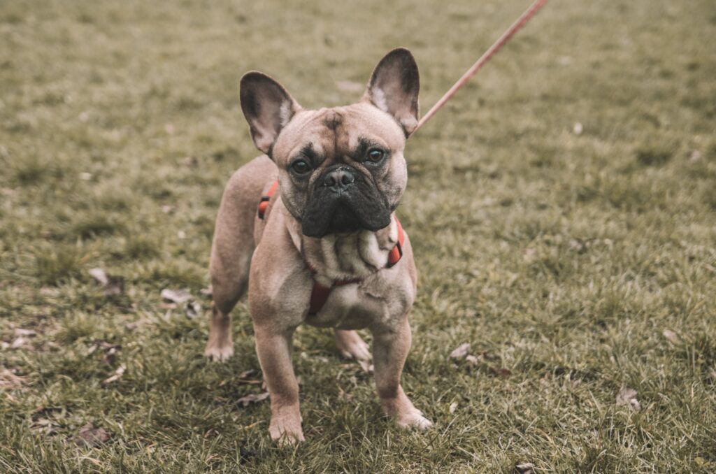 13 Brindle Dog Breeds That You Need To Check Out