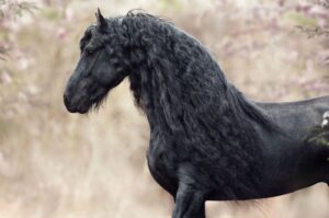 17 Most Unpredictable Horse Breeds That Require Extreme Caution