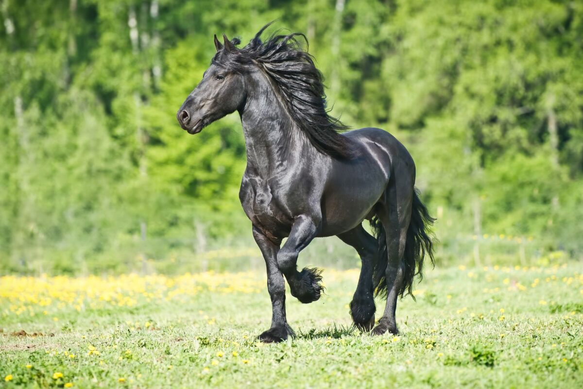 17 Giant Horse Breeds That Will Take Your Breath Away