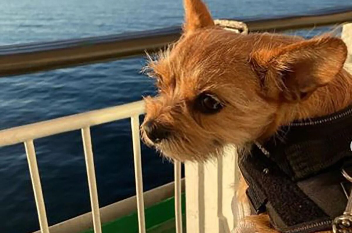 22 Stunning Yorkie Mixes That Will Capture Your Attention And Your Heart