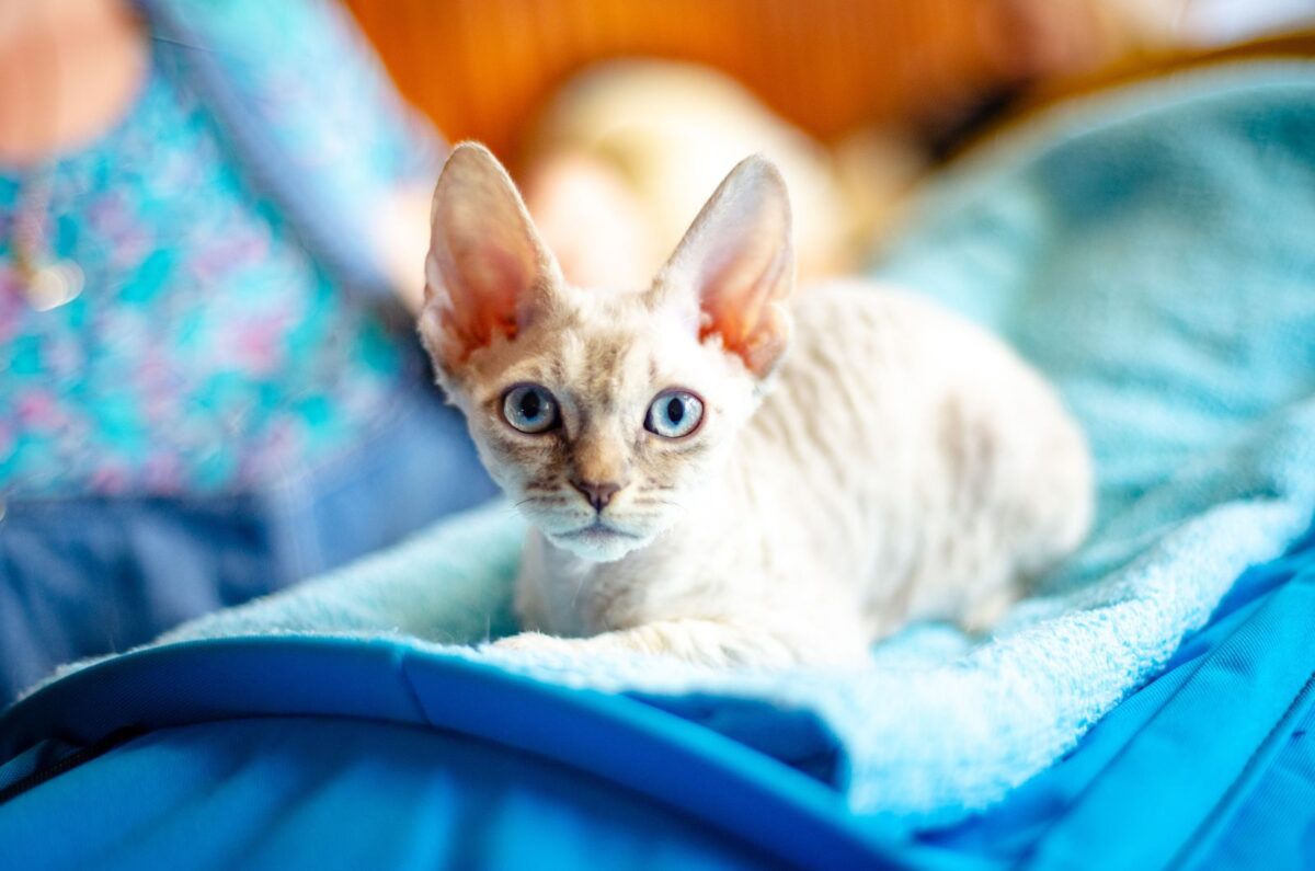 12 Curly-Hair Cat Breeds That Will Leave You Breathless