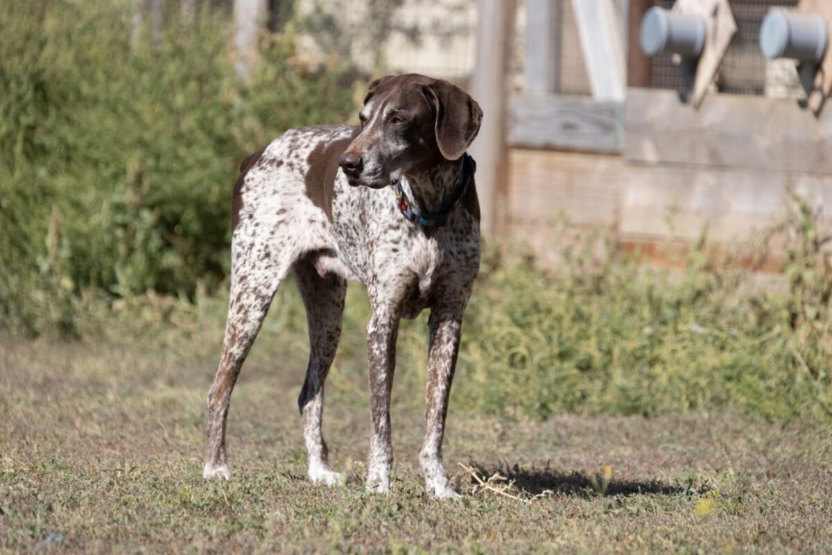 17 Best AKC Hunting Dog Breeds With Impeccable Character