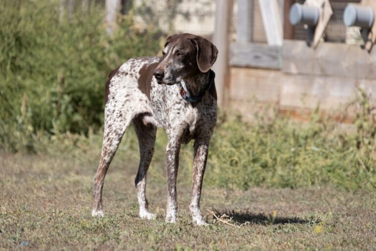 17 Best AKC Hunting Dog Breeds With Impeccable Character