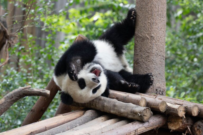 13 Endemic Animals Found In Just One Corner Of The World
