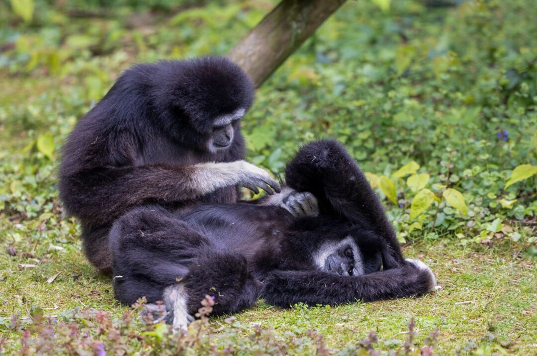 11 Animals That Mate For Life And Stay Together Forever