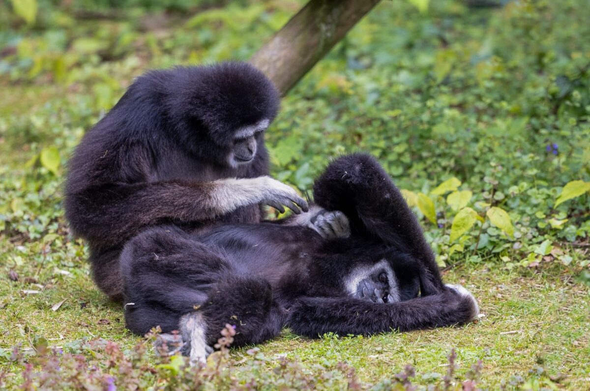 11 Animals That Mate For Life And Stay Together Forever