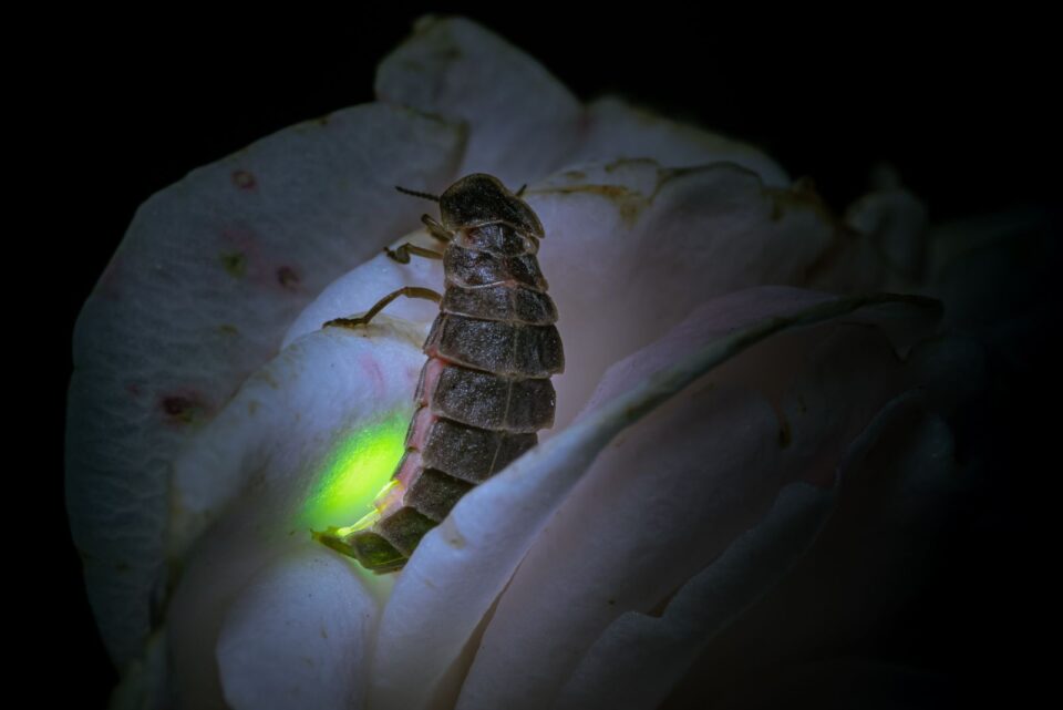 12 Glowing Animals You Won’t Believe Exist