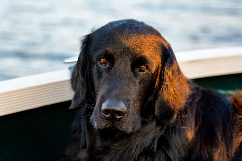 15 Remarkable Newfoundland Mixes That Will Steal Your Heart
