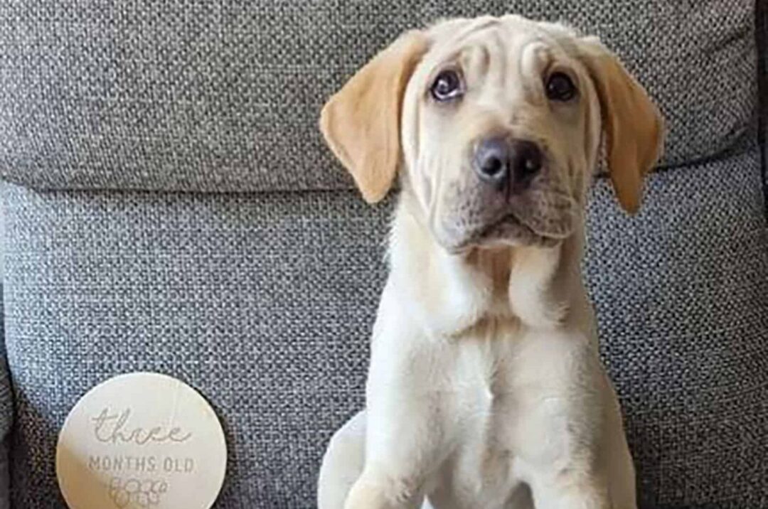 13 Shar Pei Mixes That Will Melt Your Heart