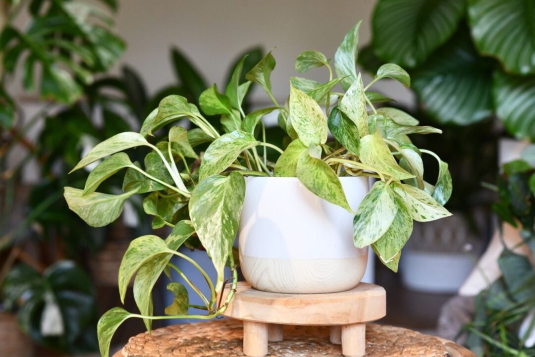15 Plants Poisonous To Dogs You Must Avoid