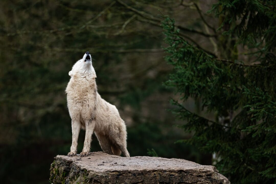 8 Loud Animals You Can Hear From Miles Away