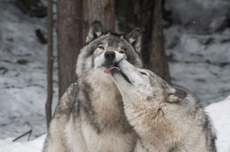 11 Animals That Mate For Life And Stay Together Forever
