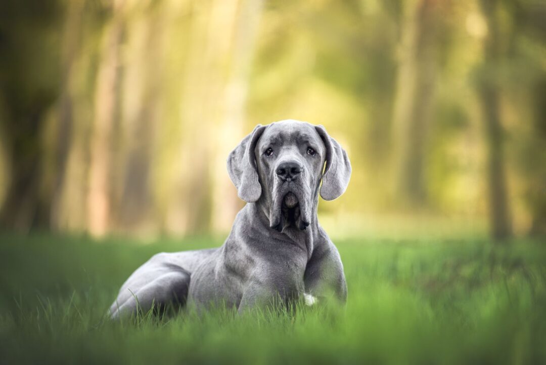 17 Giant Dog Breeds With The Most Gentle Temperaments