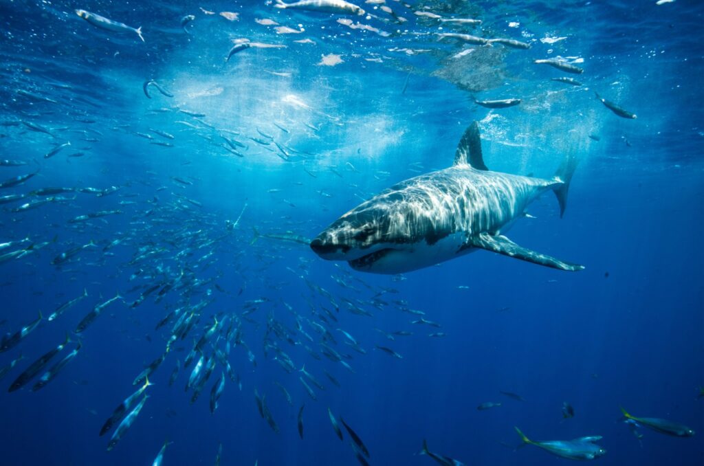 13 Largest Sea Monsters You Won’t Believe Are Real