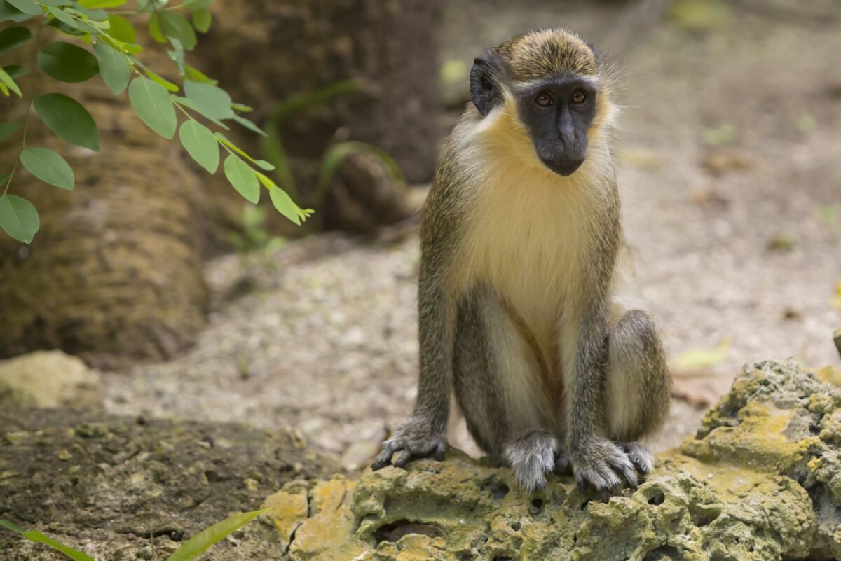 11 Animals With Insane Price Tags That Will Blow Your Mind