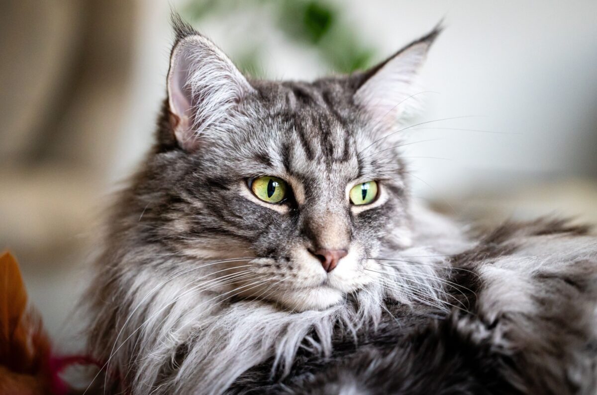 Top 9 Long-Haired Cat Breeds With Grey Coat