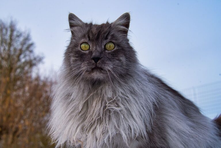 Top 9 Long-Haired Cat Breeds With Grey Coat