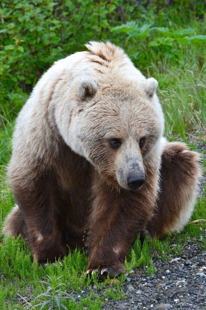 17 Hybrid Animals You Have To See To Believe