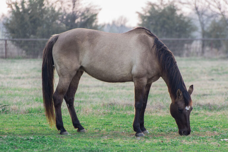 13 Horse Colors And Patterns So Unique They’ll Take Your Breath Away