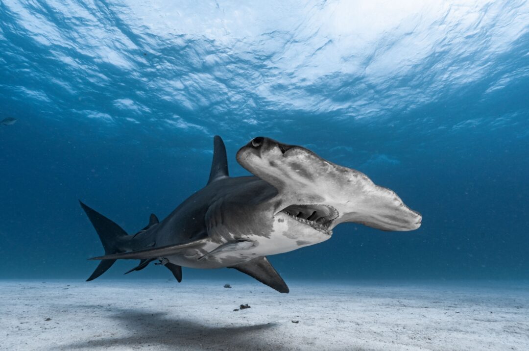 20 Incredible Animals That Have The Power To Clone Themselves