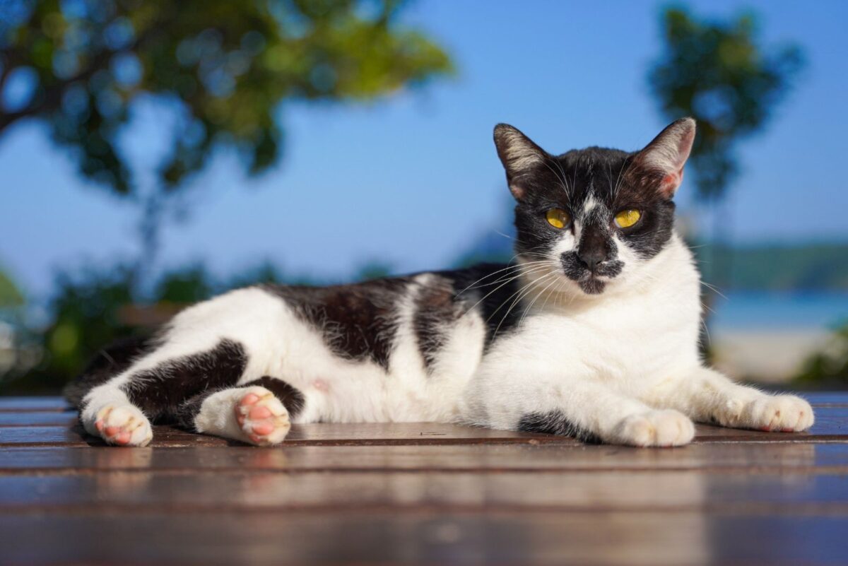 13 Most Unique Cat Coat Patterns You Will Have A Hard Time Believing ...