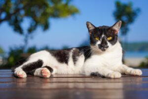 13 Most Unique Cat Coat Patterns You Will Have A Hard Time Believing ...