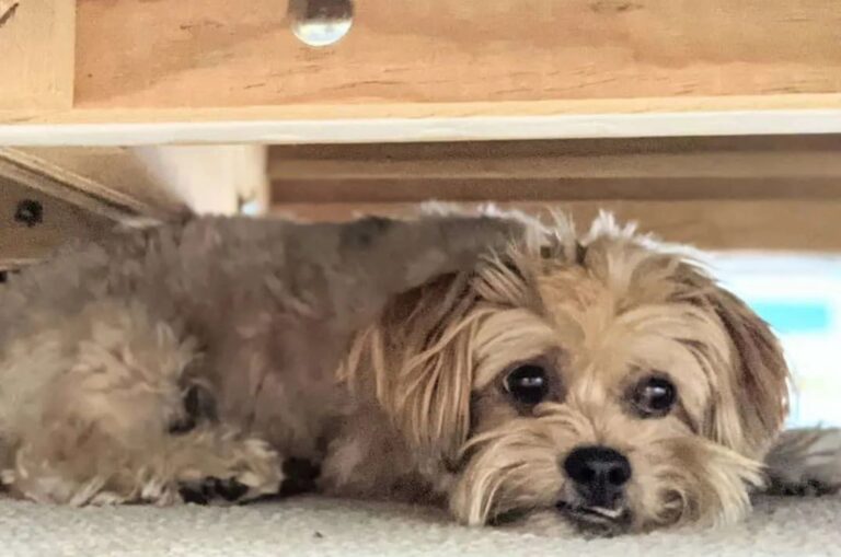 Top 10 Lhasa Apso Mixes You’ve Got To See To Believe