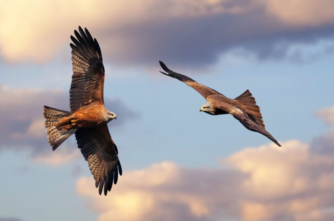 16 Independent Animals Who Prefer Their Own Company