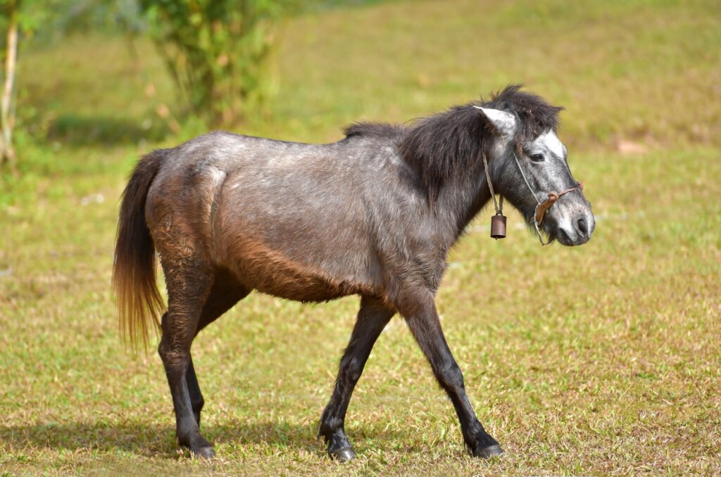17 Hybrid Animals You Have To See To Believe