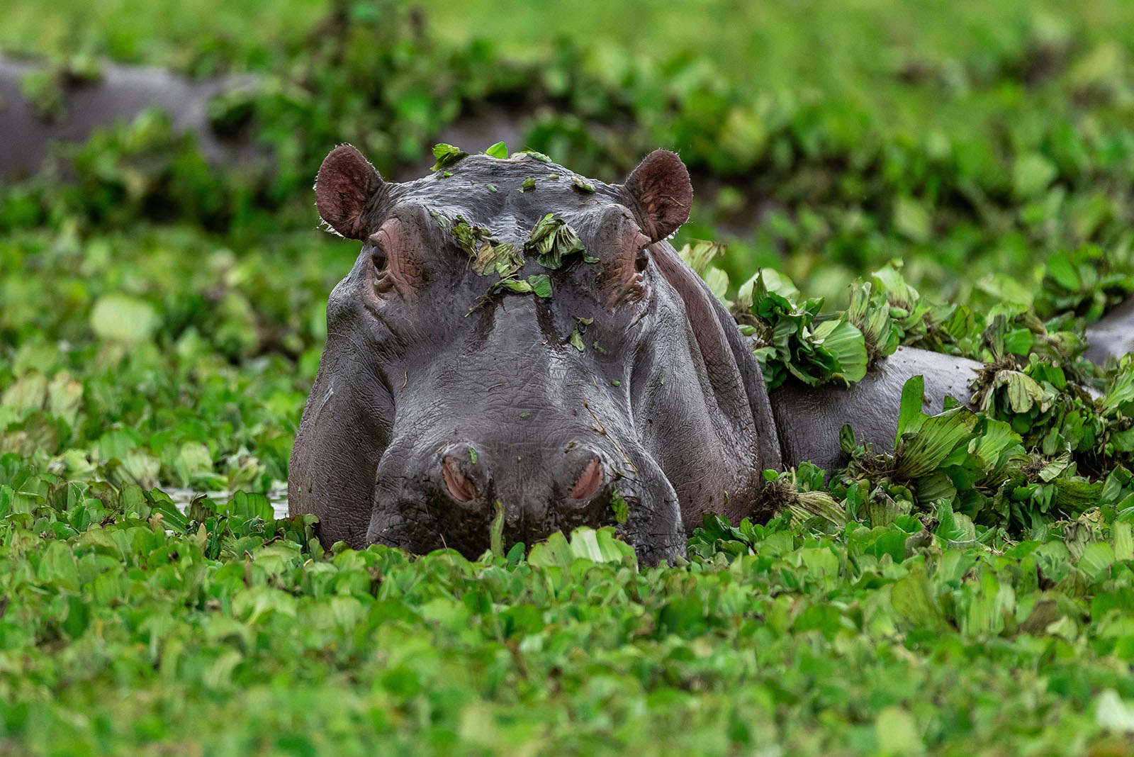12 Animals That Call Both Land And Water Their Home