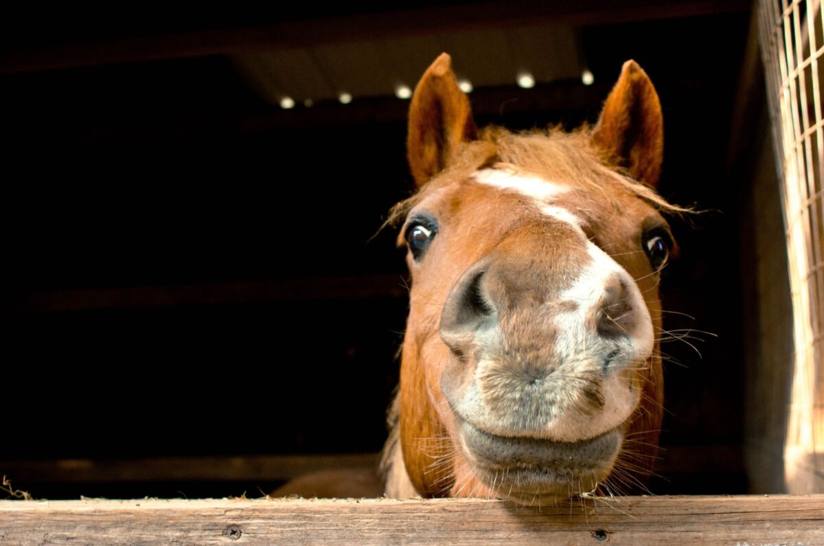 14 Wild Creatures With Unexpectedly Sweet Personalities