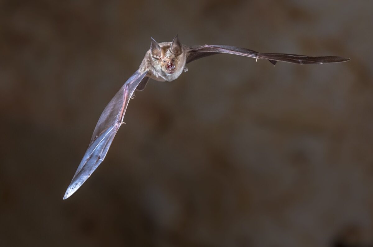 17 Animals With Incredible Superpowers That Will Blow Your Mind