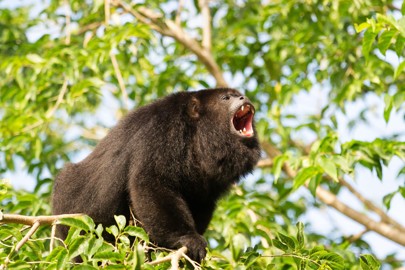 8 Loud Animals You Can Hear From Miles Away