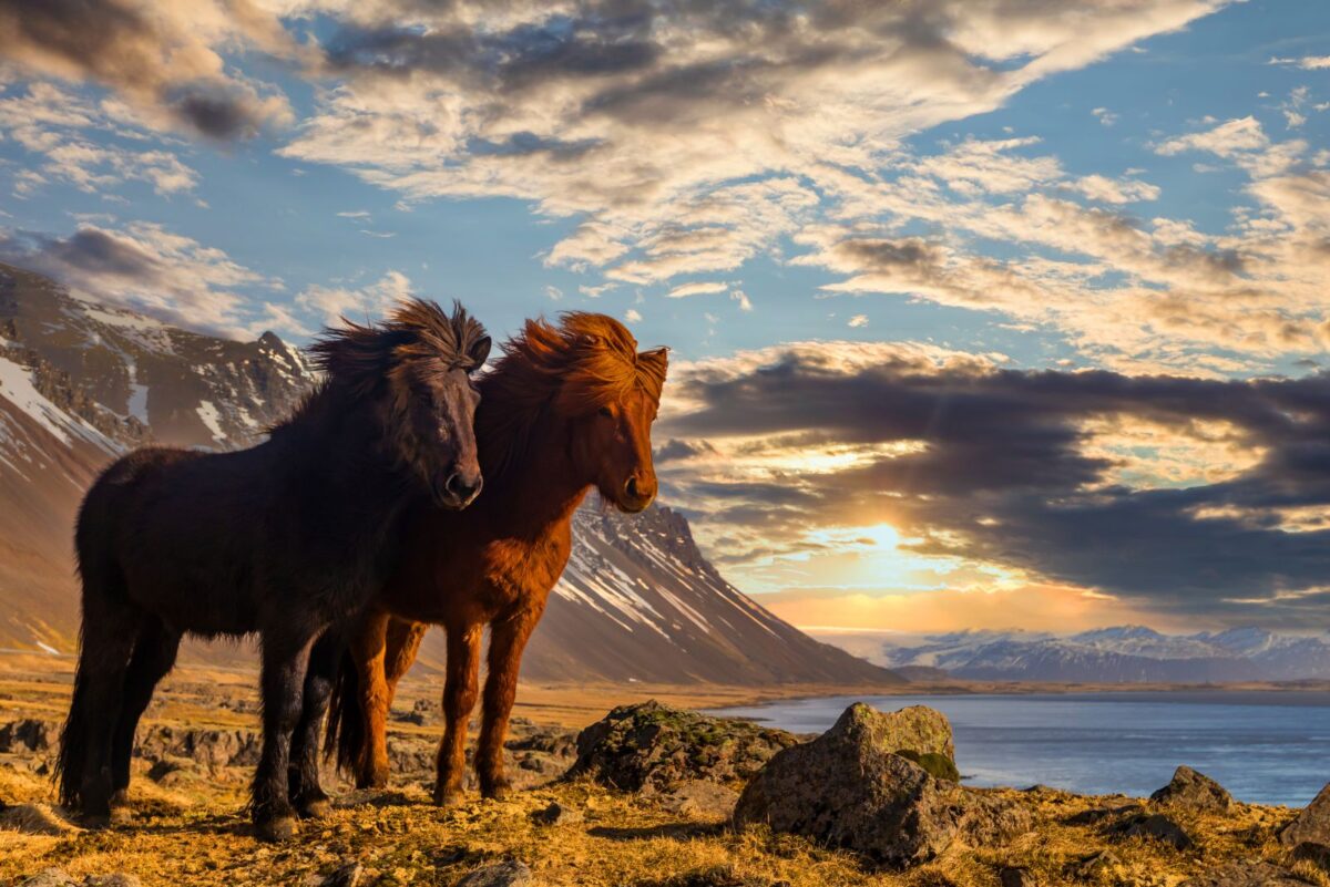 10 Calm And Gentle Horse Breeds Suitable For Beginners