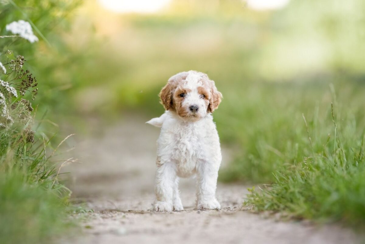 16 Smartest And Cutest Doodle Breeds For Every Type Of Owner