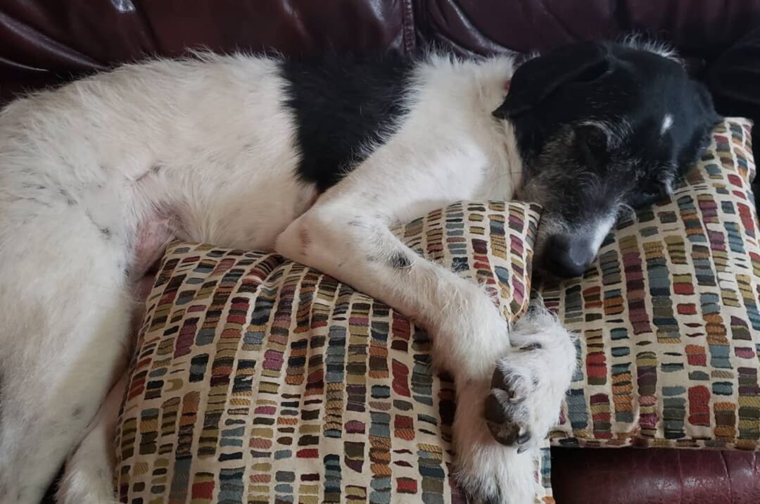 15 Remarkable Newfoundland Mixes That Will Steal Your Heart