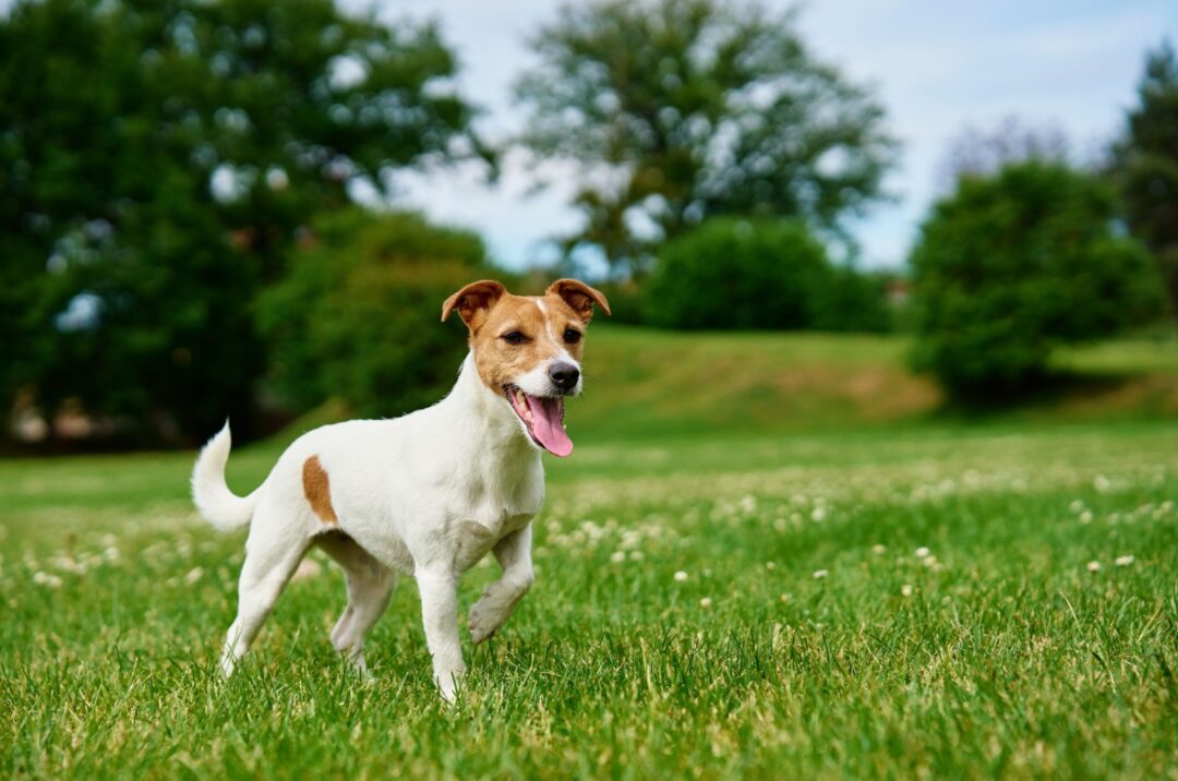 15 Small Terrier Breeds With Big Personalities You Will Love
