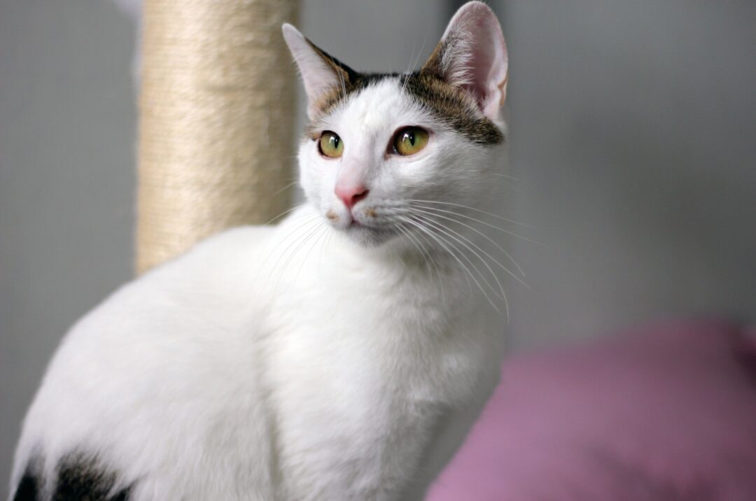 TOP 10 Domestic Cats With Yellow Eyes