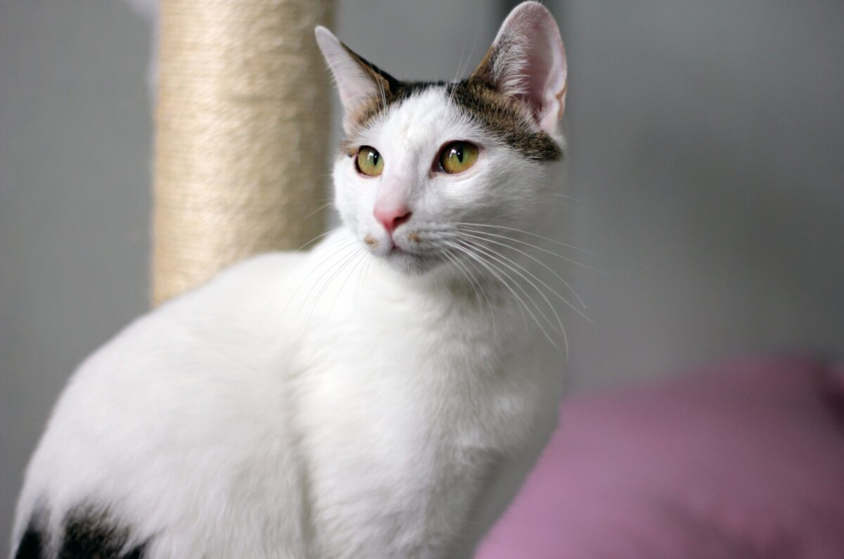 TOP 10 Domestic Cats With Yellow Eyes