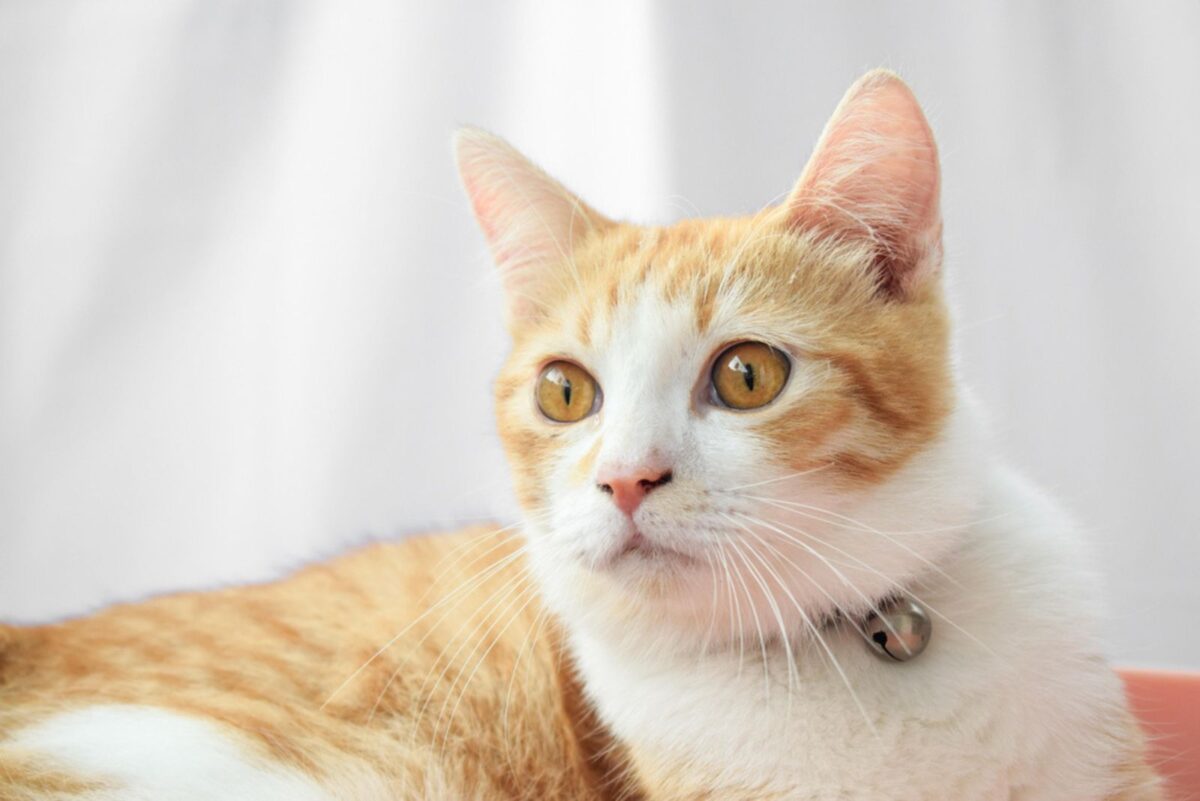 Top 13 Big Nose Cat Breeds With Even Bigger Personalities