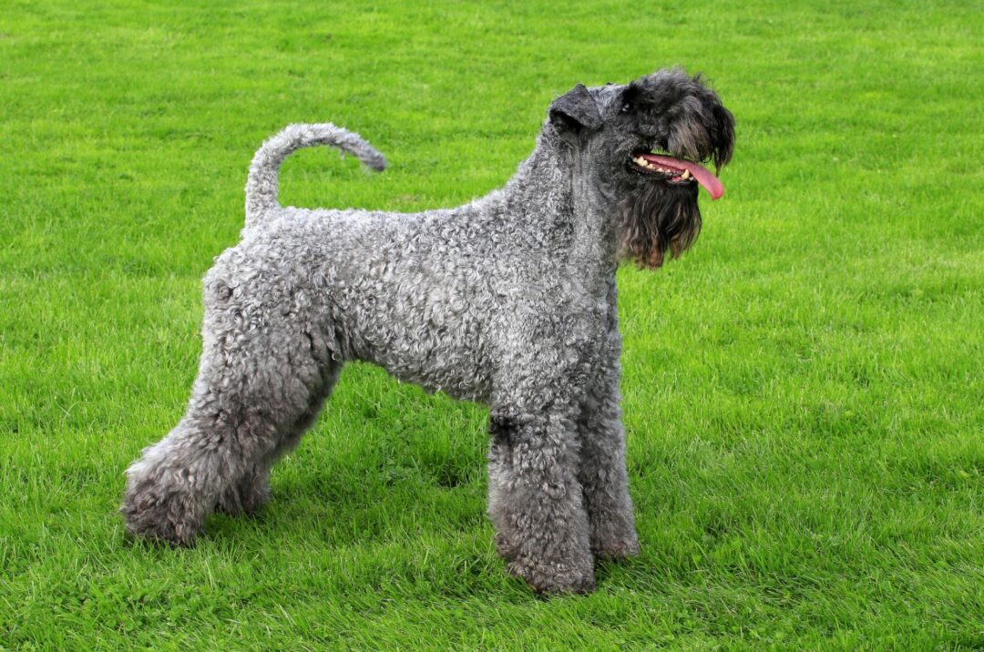 7 Bold And Beautiful Large Terrier Breeds You’ll Love