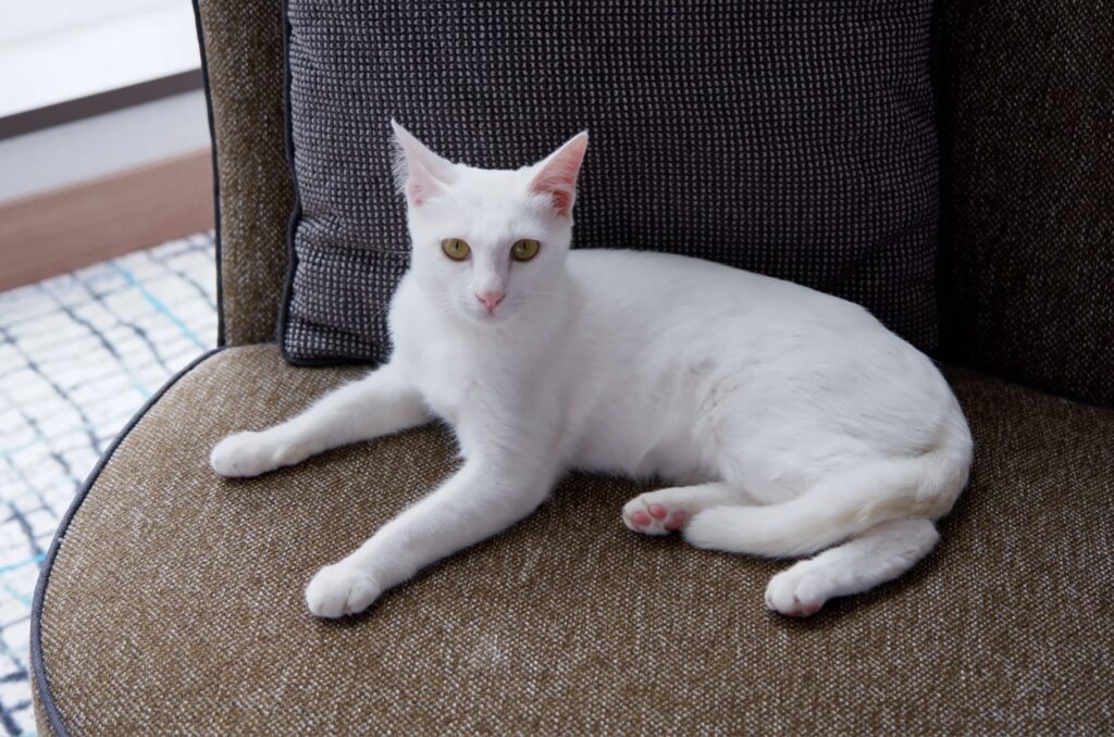 TOP 10 Domestic Cats With Yellow Eyes